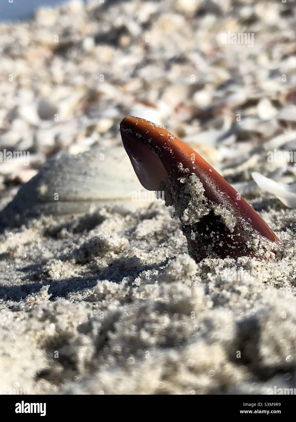 Orange shells hi-res stock photography and images - Alamy