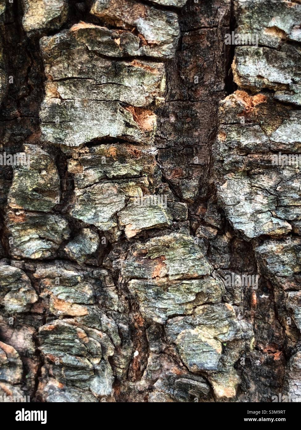 Texture of a trunk Stock Photo - Alamy
