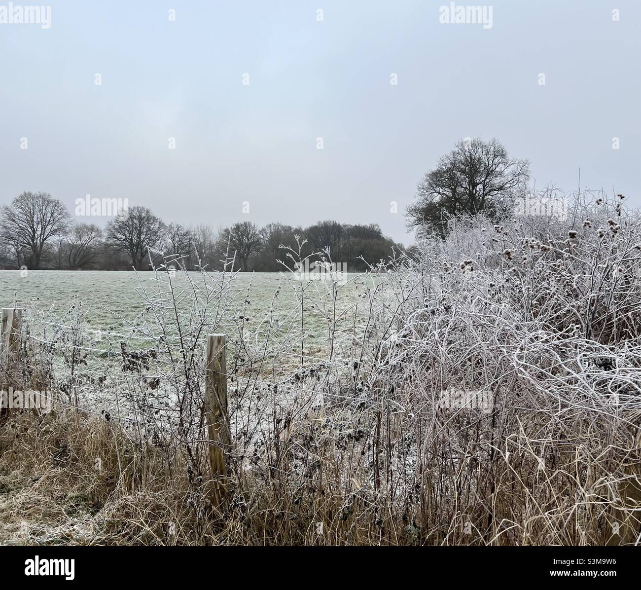 Frosted dry dead grass, meadow covered by snow and frost, black trees ...