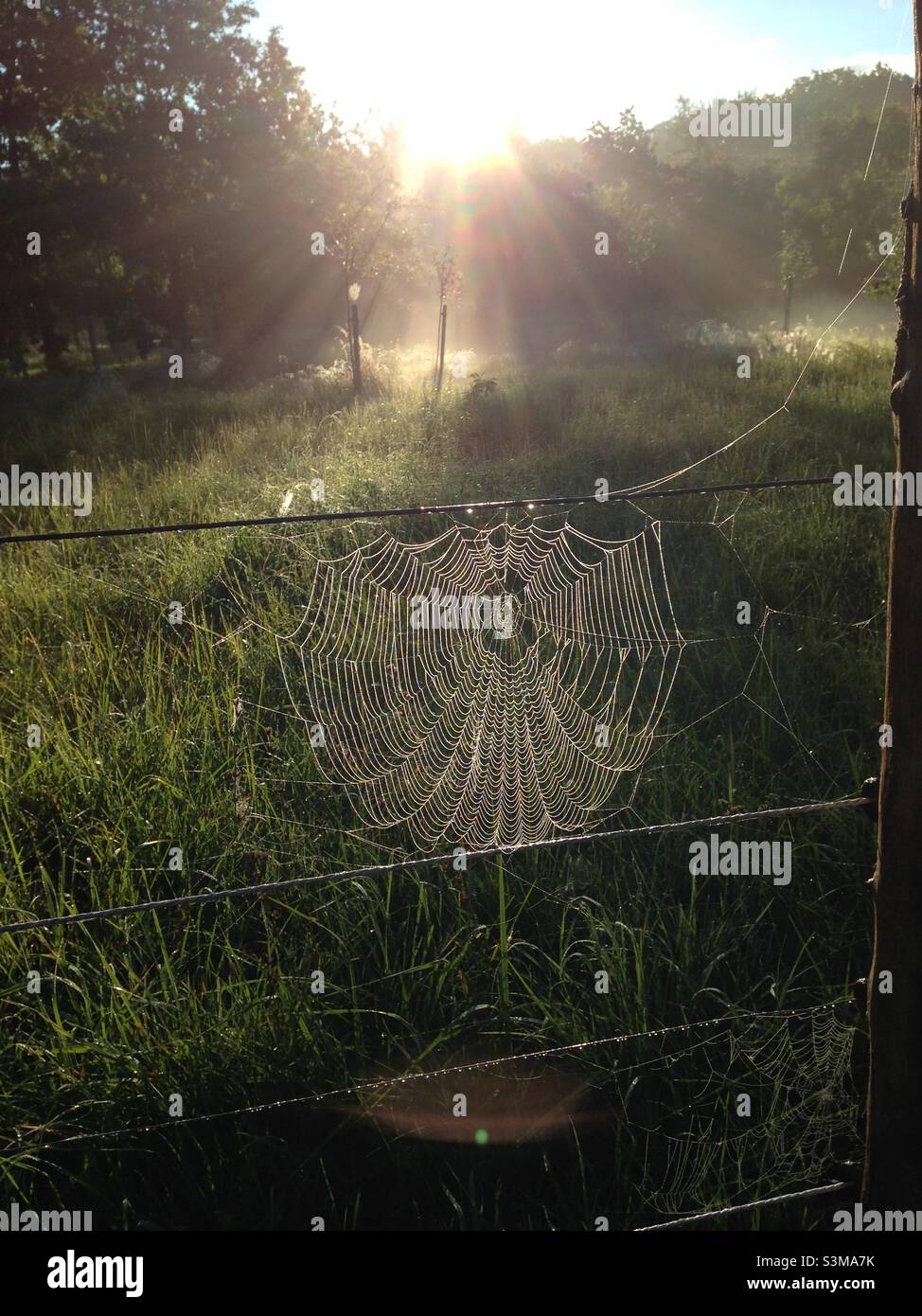Spiders Web Sunlight High Resolution Stock Photography and Images - Alamy