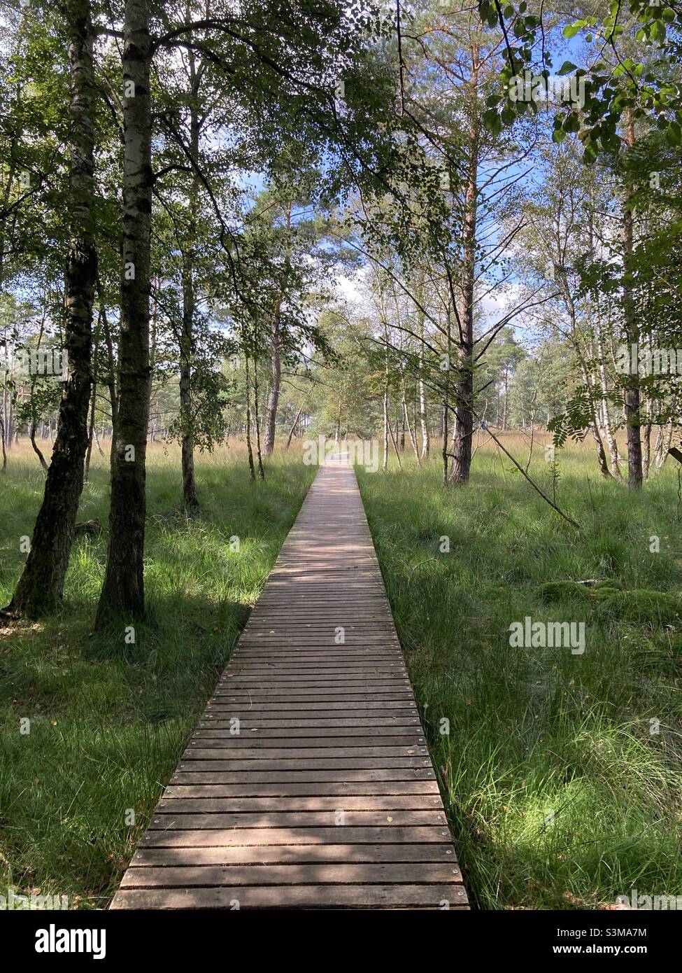wooden planks as a path through a swamp Stock Photo - Alamy