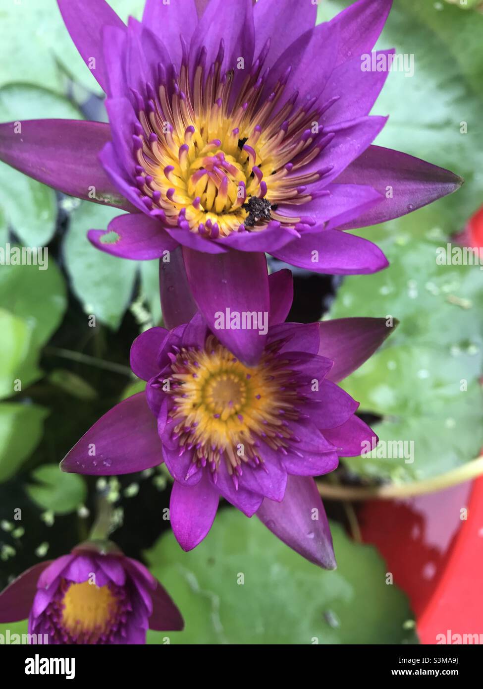 Water Lily Blooms