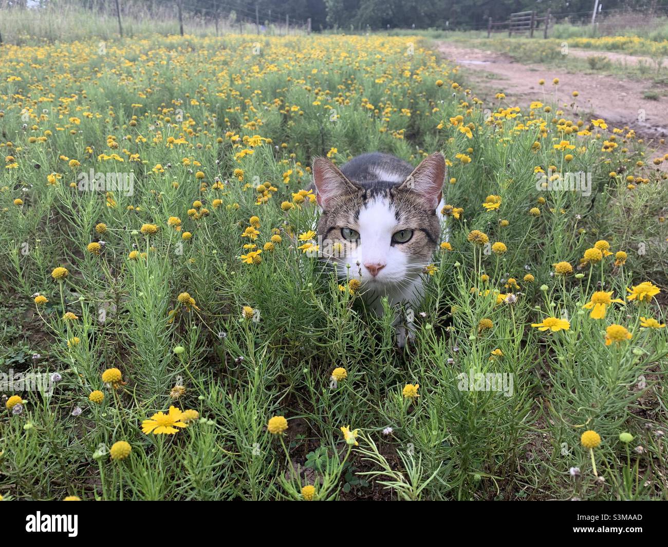 Cat flowers hi-res stock photography and images - Alamy