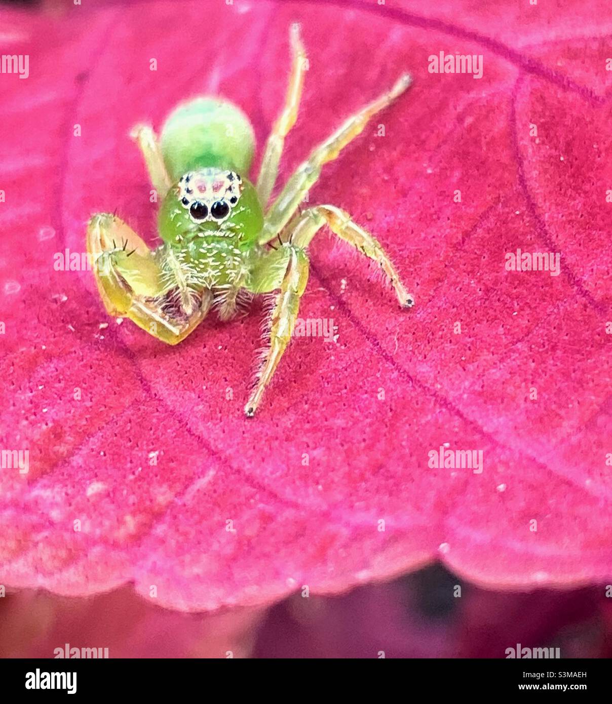 Spider eyes hi-res stock photography and images - Alamy