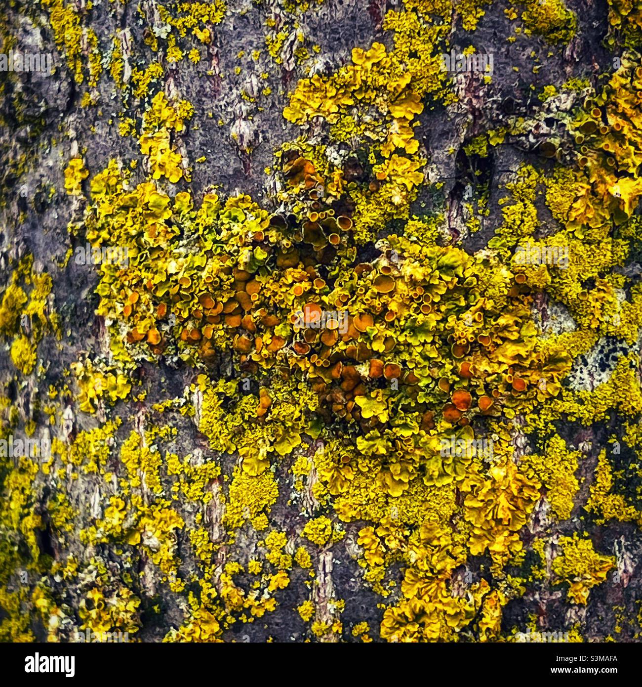 Yellow tree lichens hi-res stock photography and images - Alamy