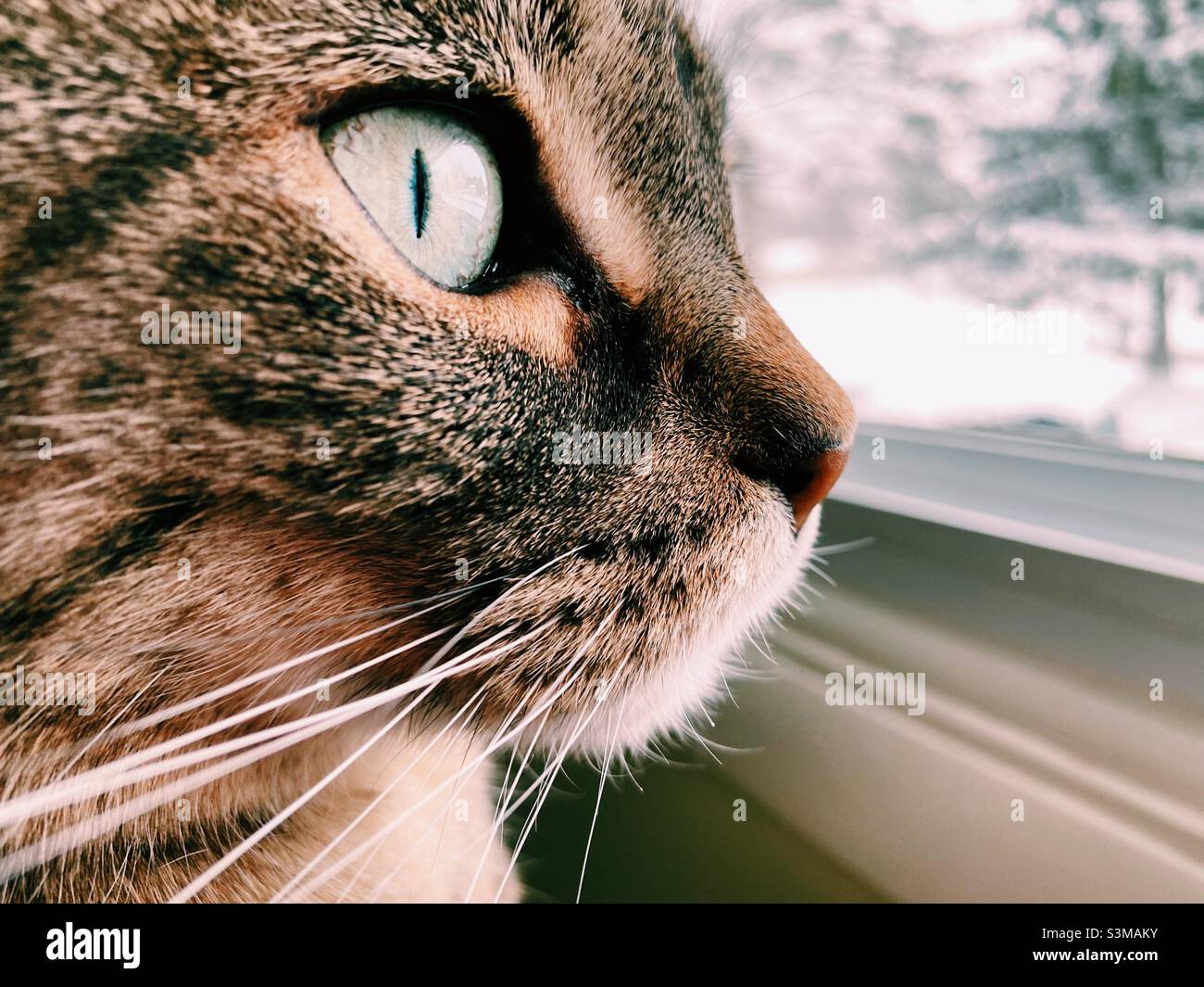 Tabby cat watching the snow from indoors Stock Photo - Alamy
