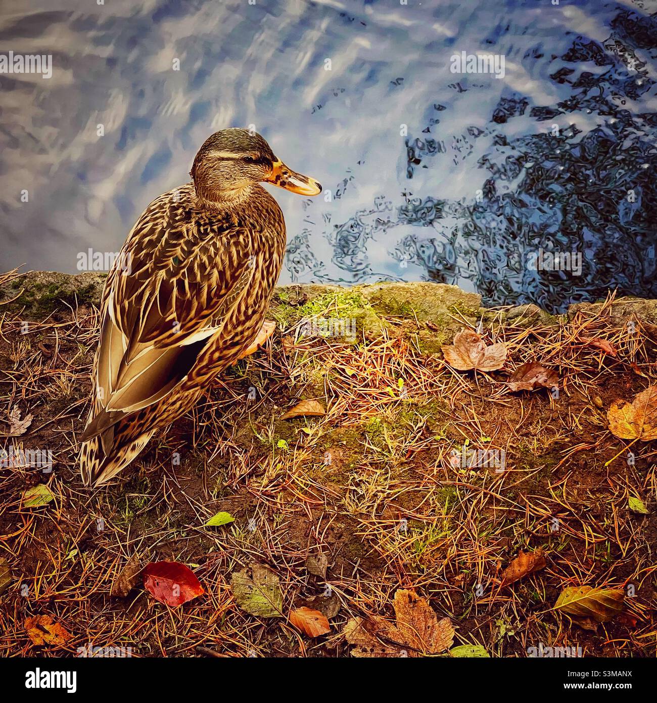 Golden duck hi-res stock photography and images - Alamy