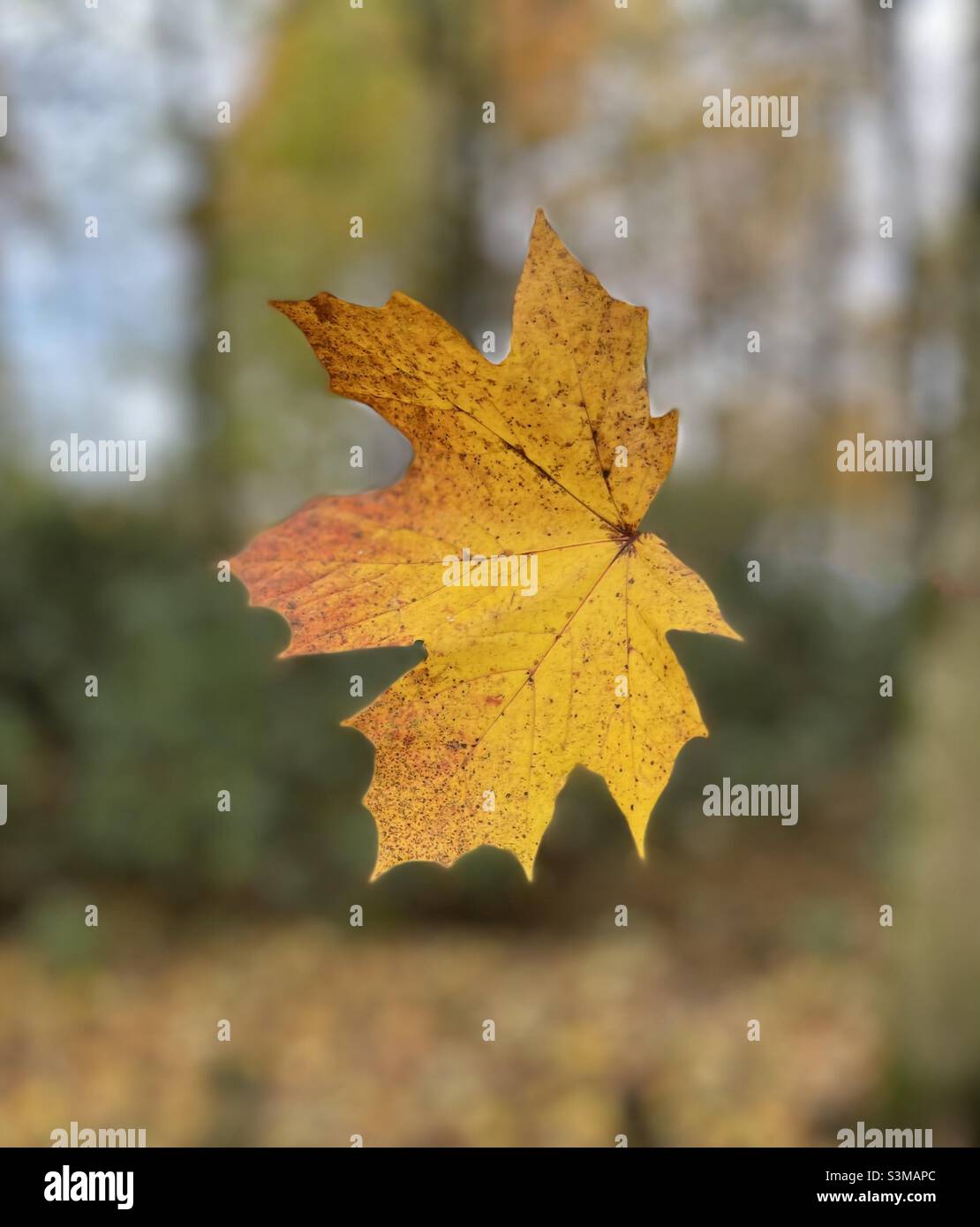 Falling leaf hi-res stock photography and images - Alamy