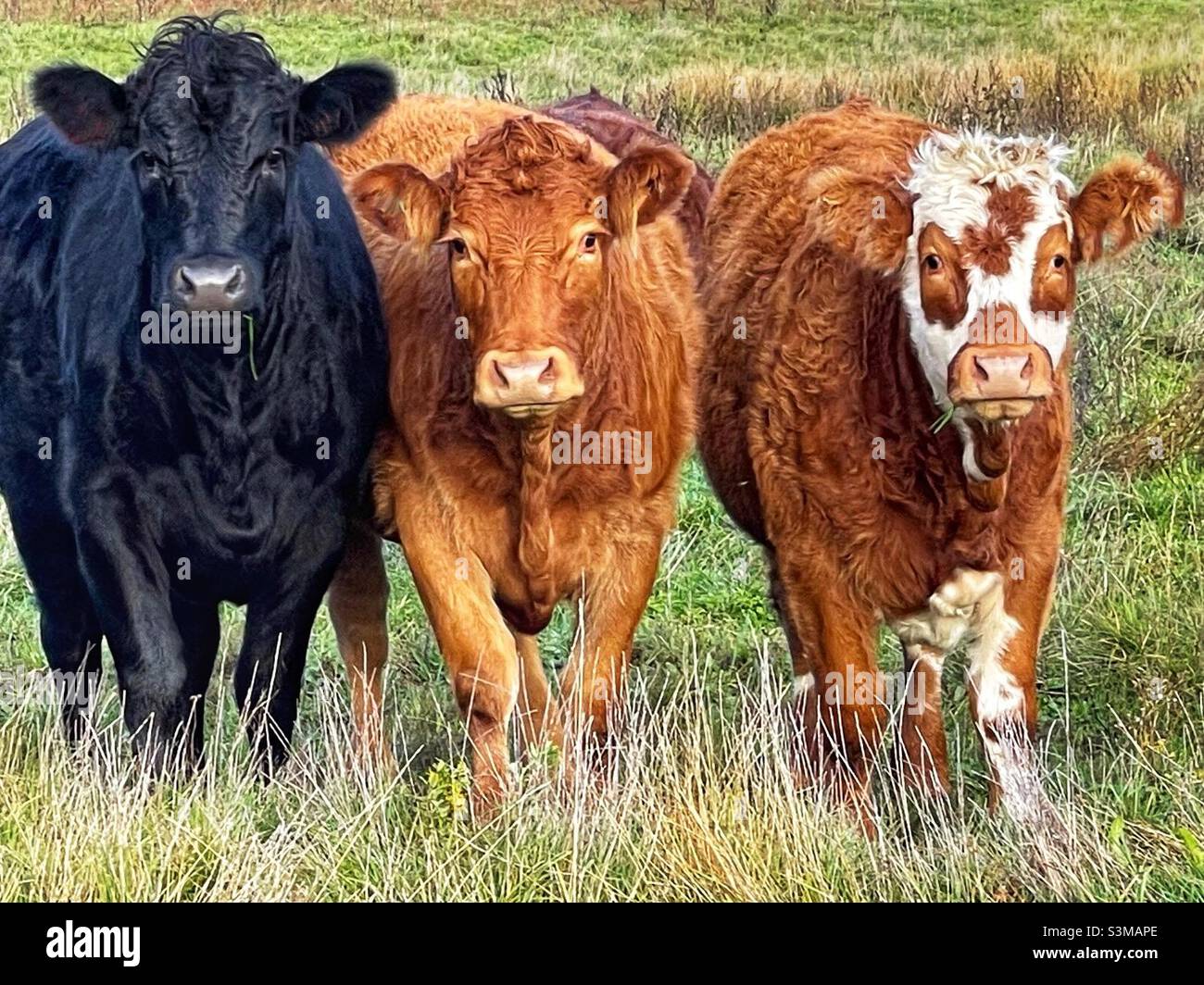 Field of bulls hi-res stock photography and images - Alamy