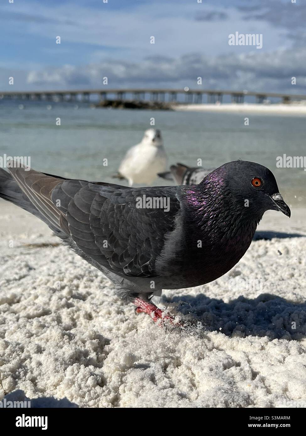 Closeup of a pigeon on the beach Stock Photo - Alamy