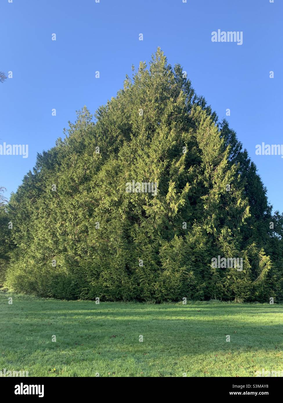 The Big Tree Stock Photo - Alamy