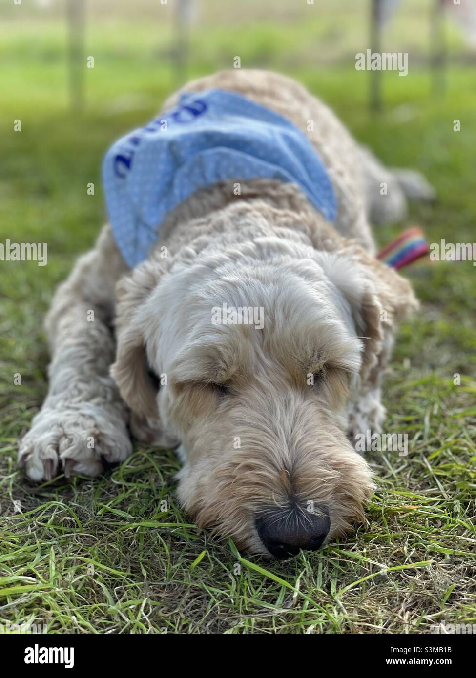 Buzz Cockapoo Sleeping Summer Sun Stock Photo - Alamy