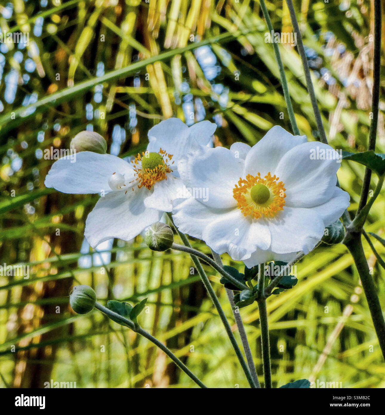 Growing anemones hi-res stock photography and images - Alamy