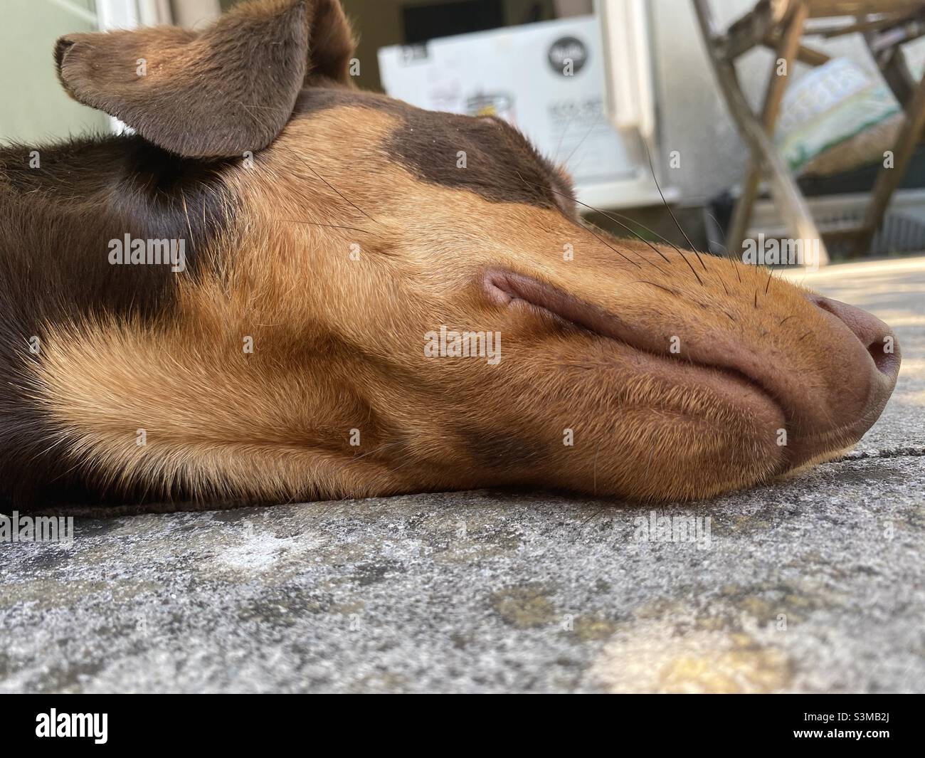Sleepy sausage dog hi-res stock photography and images - Alamy