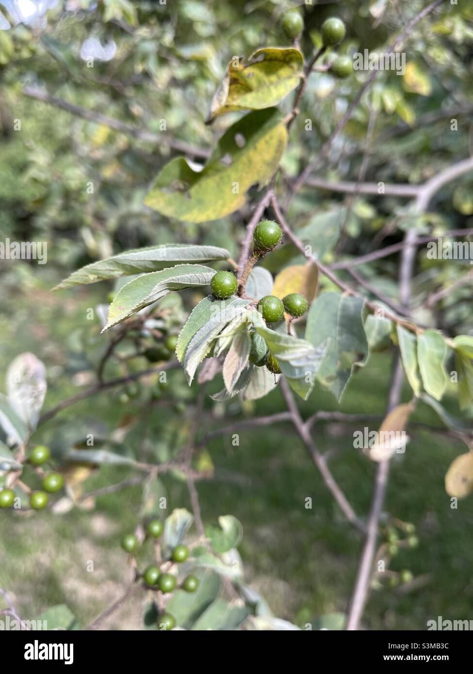 Silver raisin bush hi-res stock photography and images - Alamy