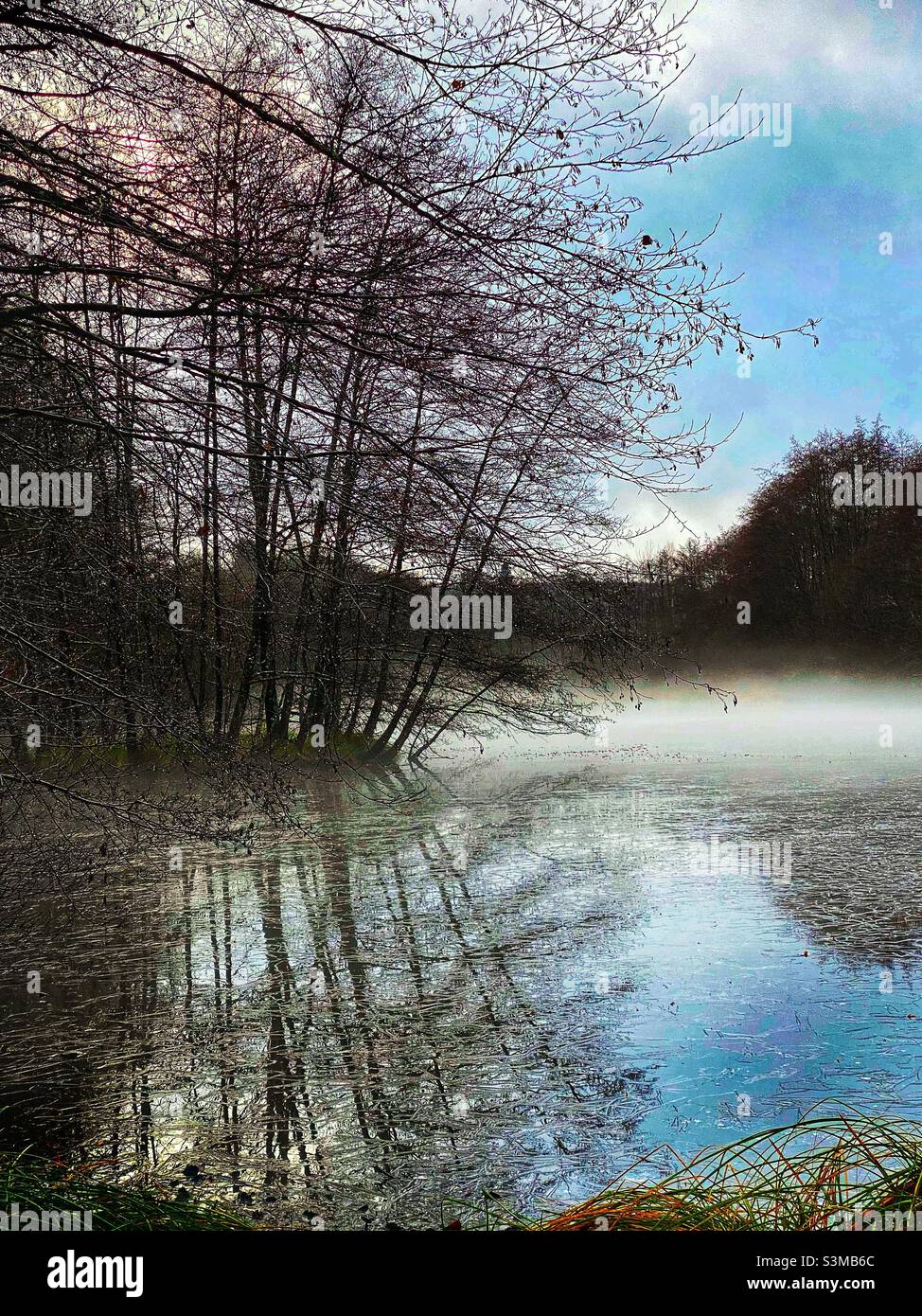 Misty lake with trees Stock Photo - Alamy