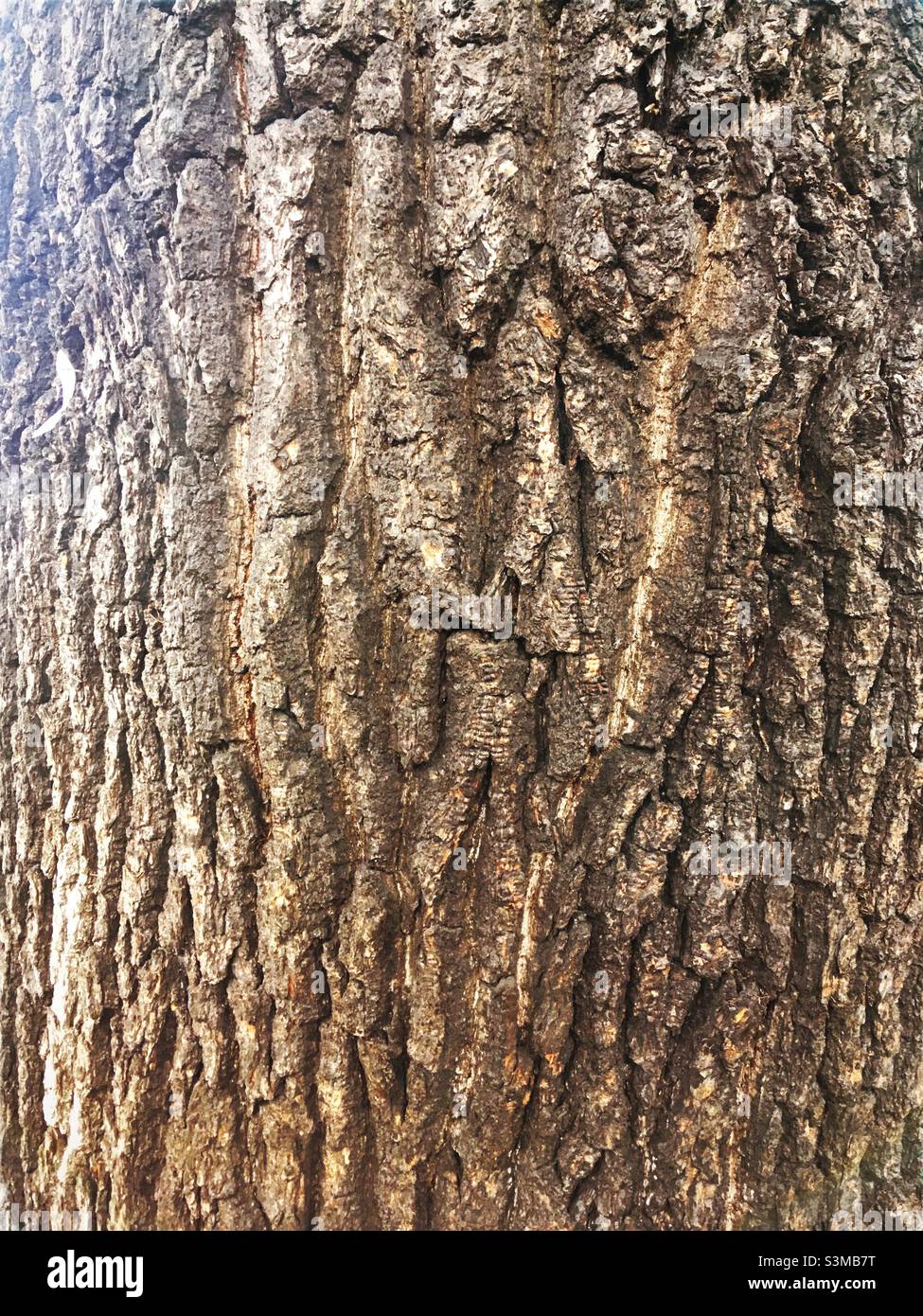 Bark on the trunk of a very old oak tree (Quercus robur) in England, UK ...