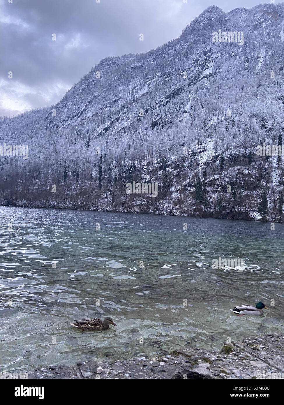 Ducks taking in the beautiful scenery of the Swiss Alps Stock Photo - Alamy