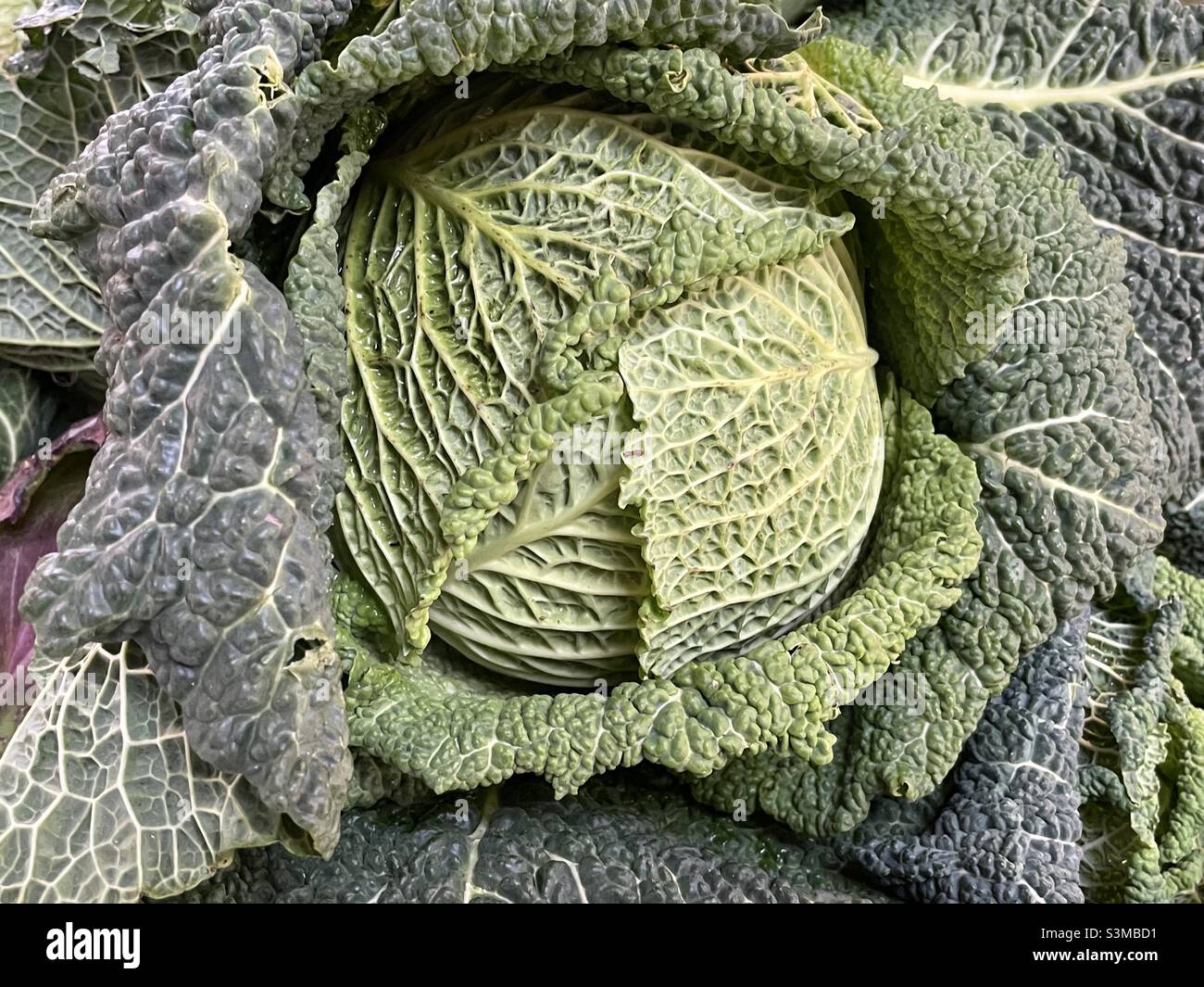 Cabbage farm hi-res stock photography and images - Alamy
