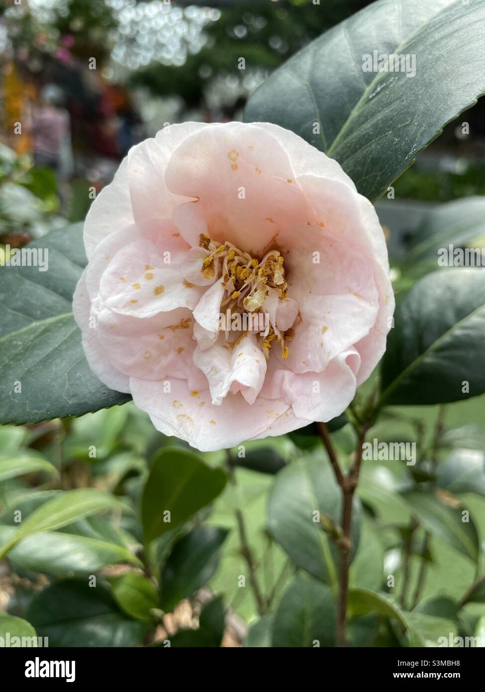 Round flower hi-res stock photography and images - Alamy