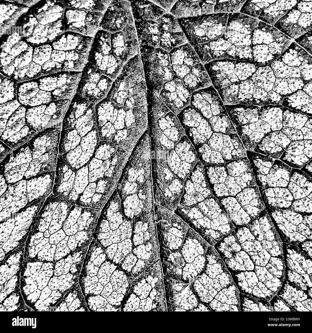 Plant veins hi-res stock photography and images - Alamy