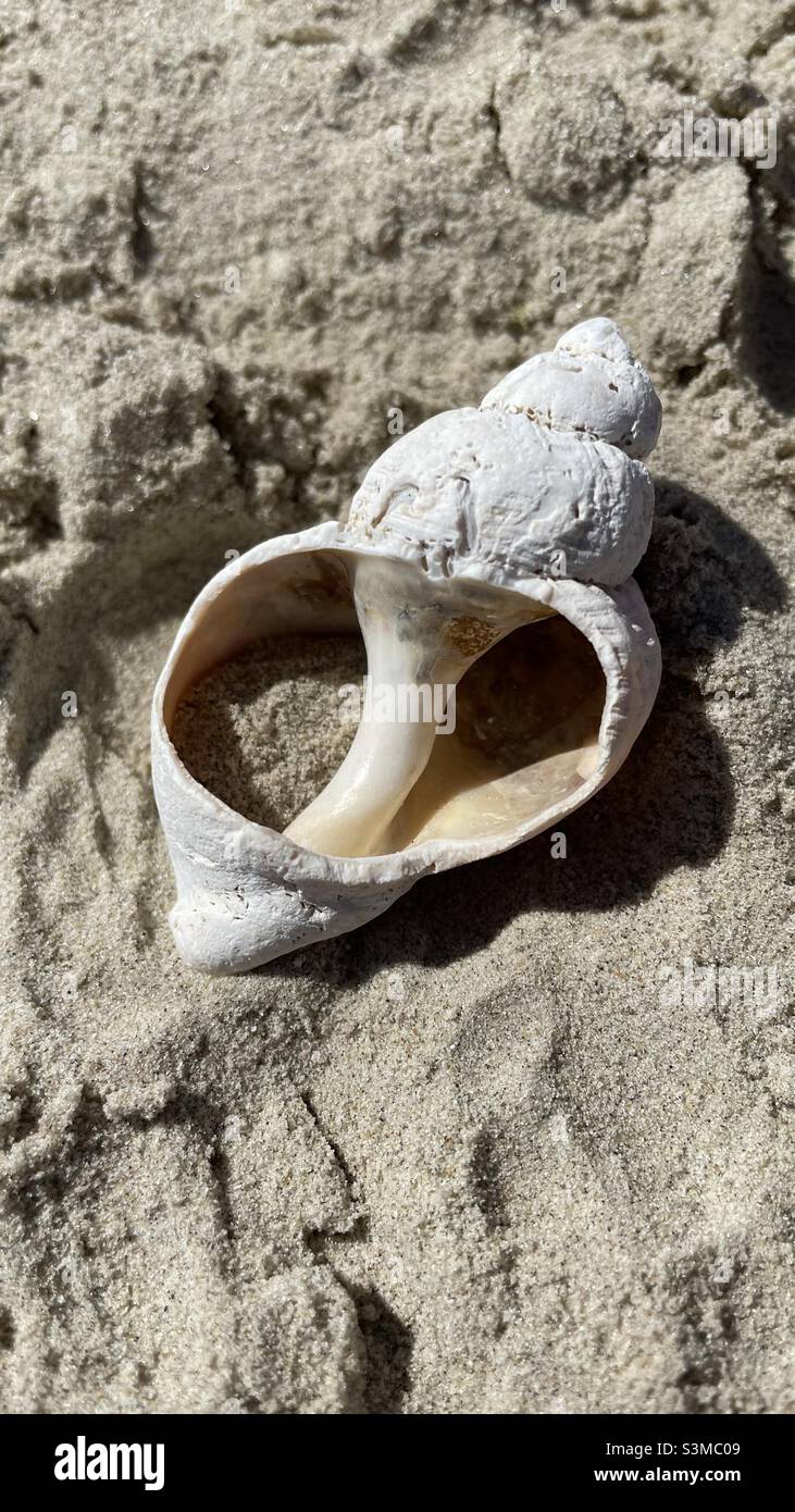 Geometric shell hi-res stock photography and images - Alamy