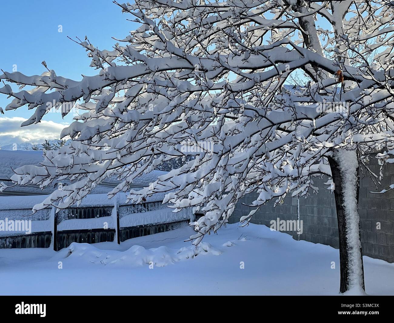 Fresh snowfall covers the trees in Utah, USA creating a winter ...