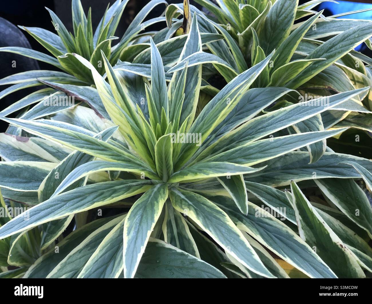 Star of madeira hi-res stock photography and images - Alamy