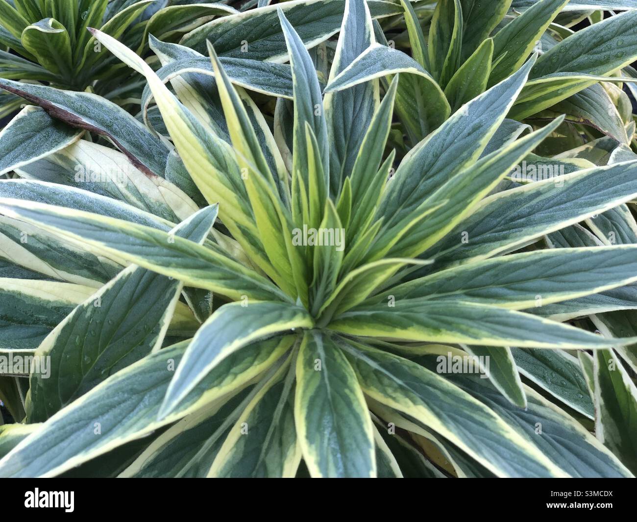 Variegated star of Madeira. Echium fastuosum Stock Photo - Alamy