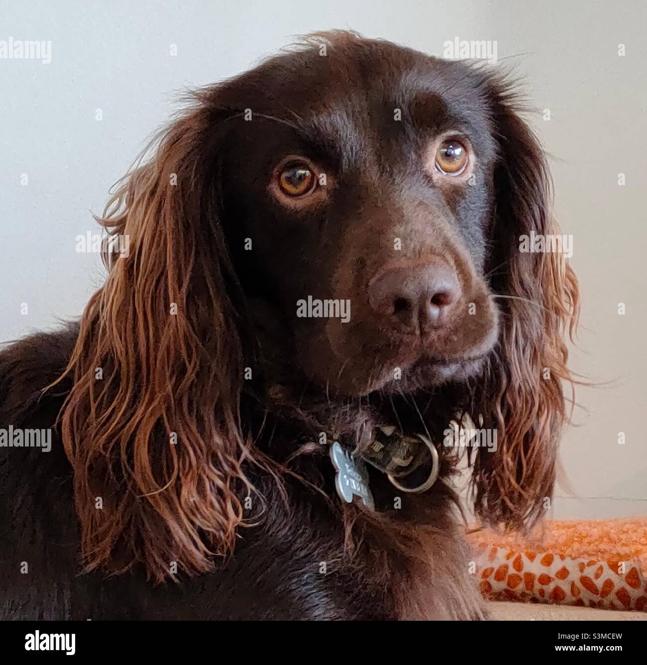 Working cocker hi-res stock photography and images - Alamy