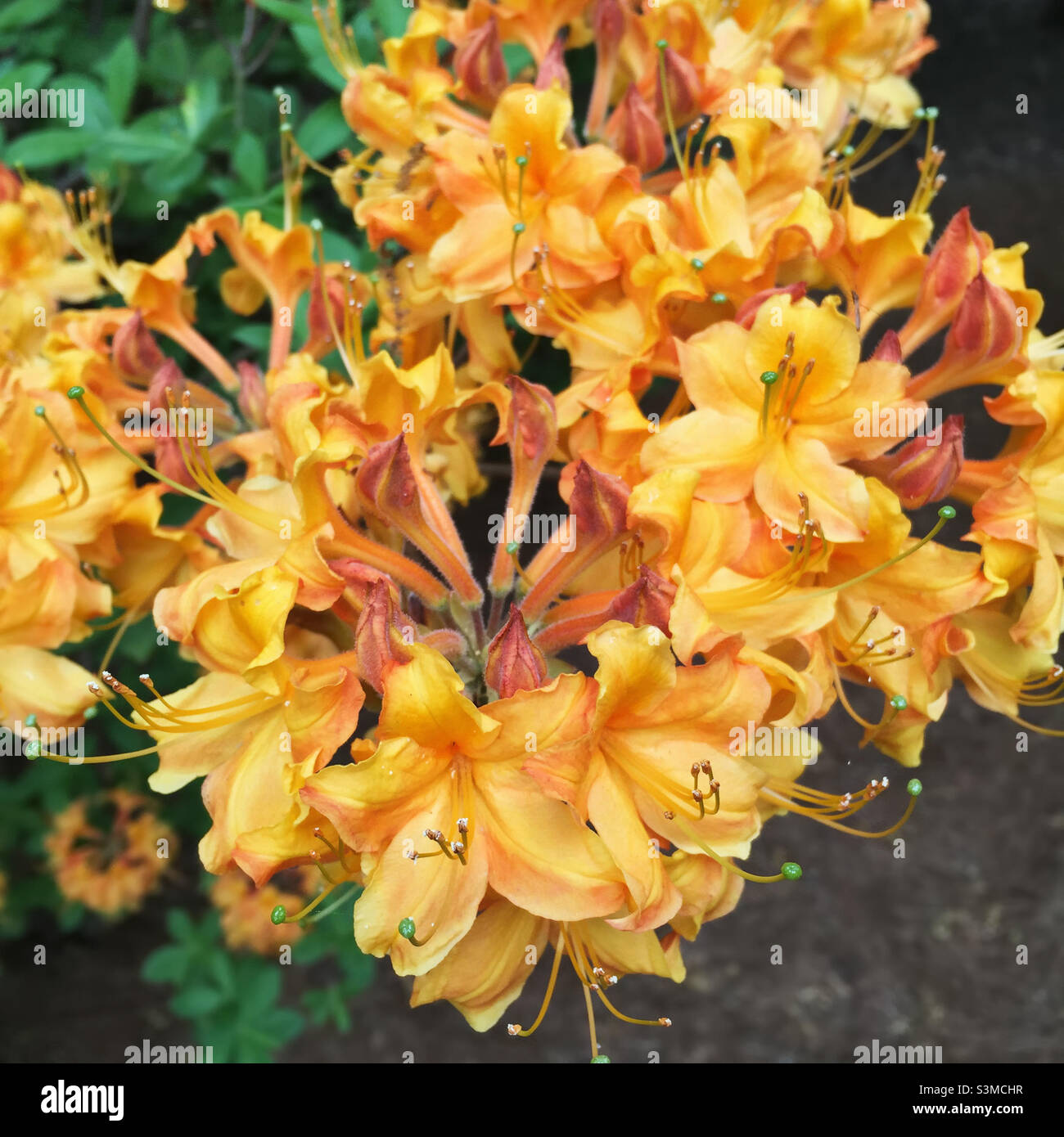 Orange azaleas hi-res stock photography and images - Alamy