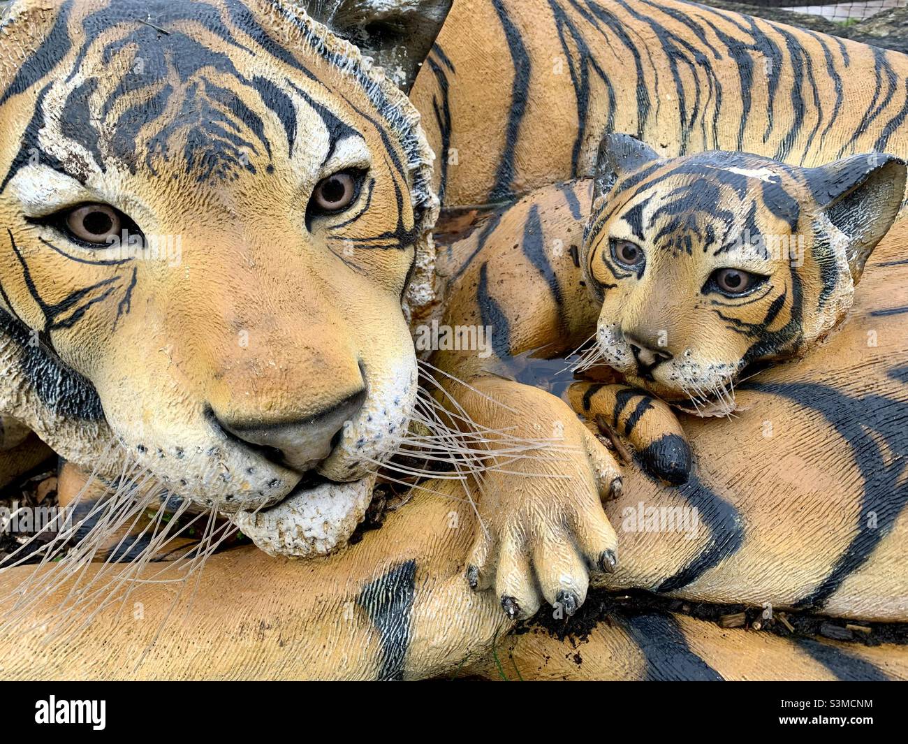 Tiger mother with baby hi-res stock photography and images - Alamy