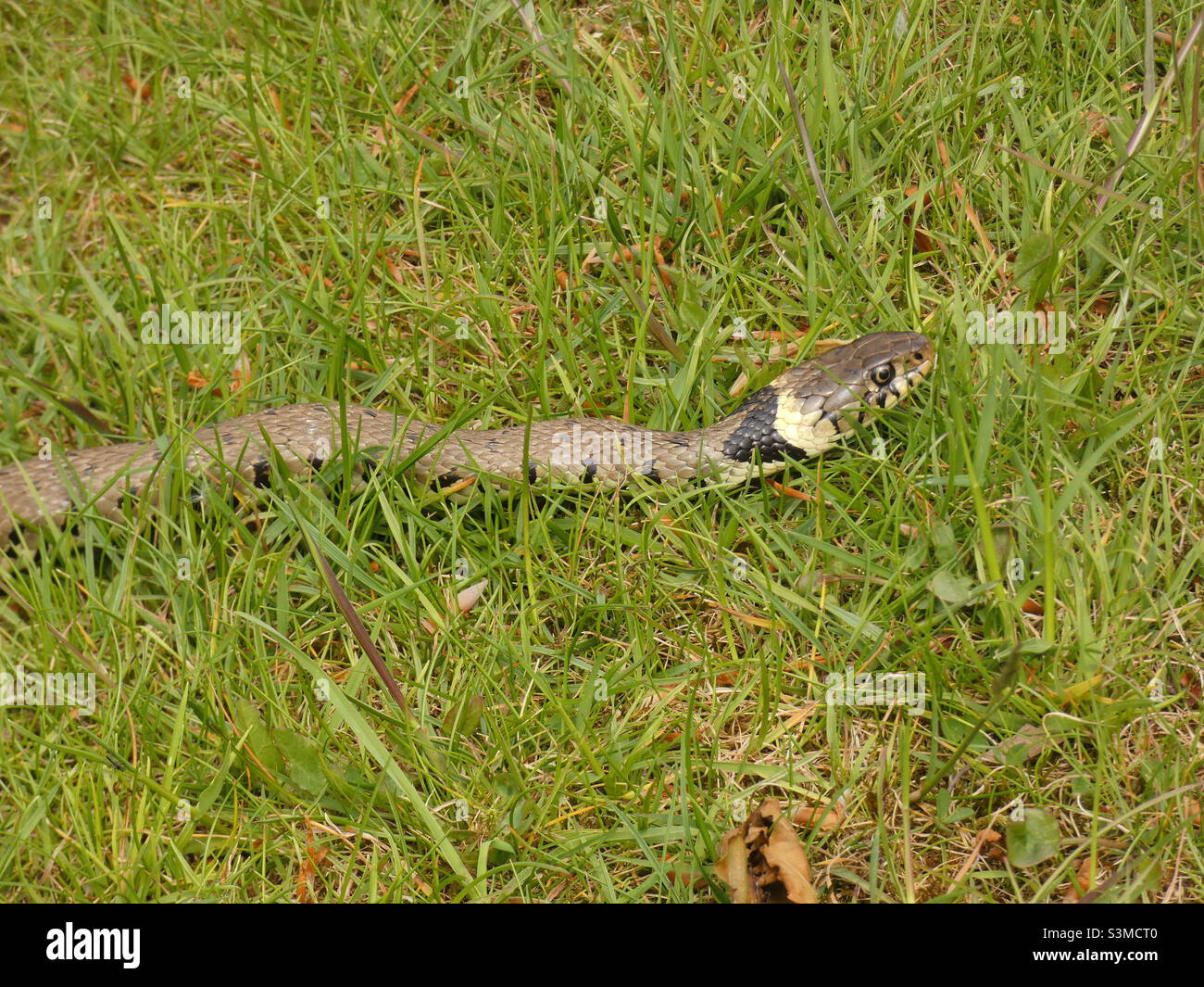 Grass snake (Natrix natrix Stock Photo - Alamy