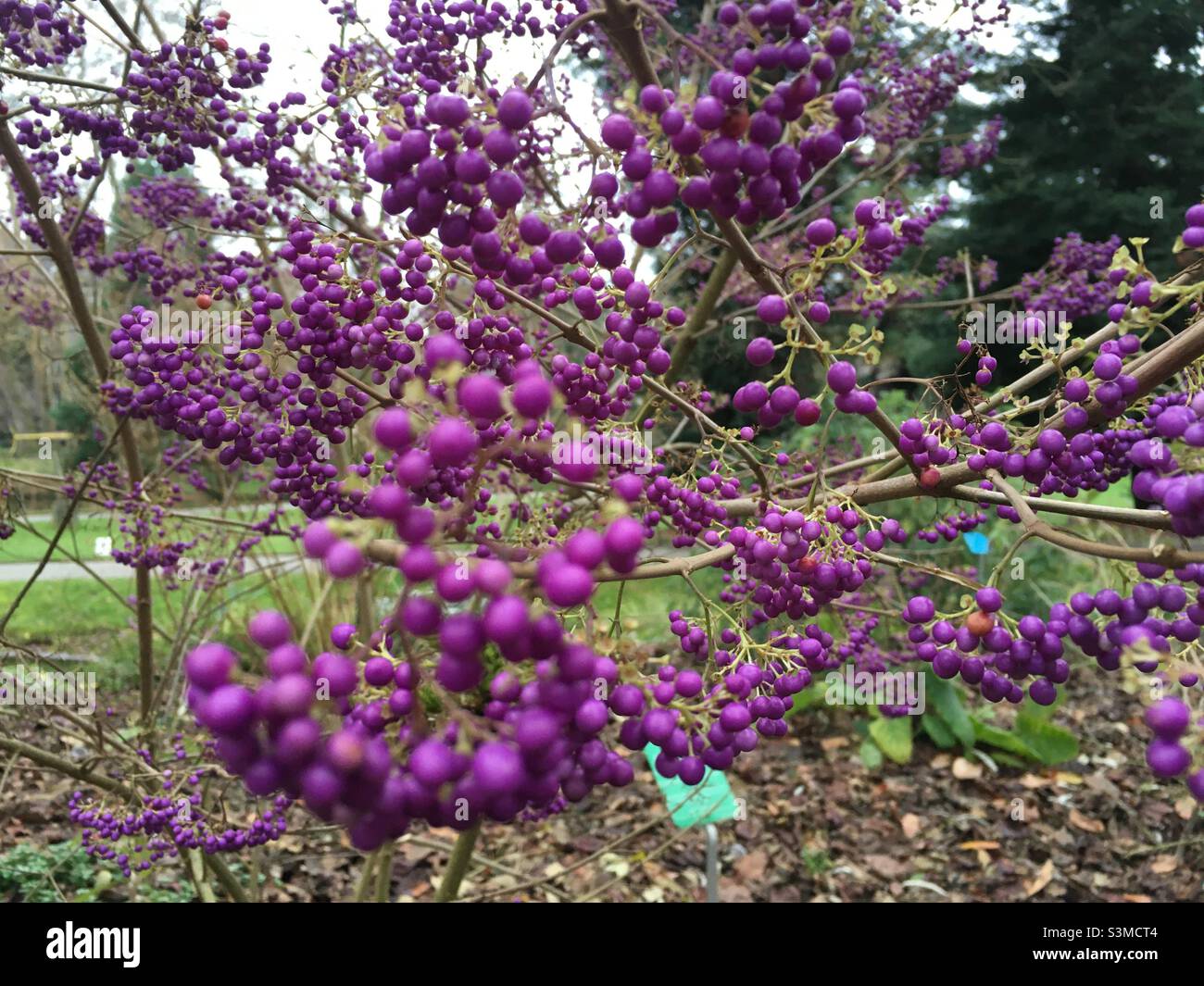 Nature purple plants hi-res stock photography and images - Alamy