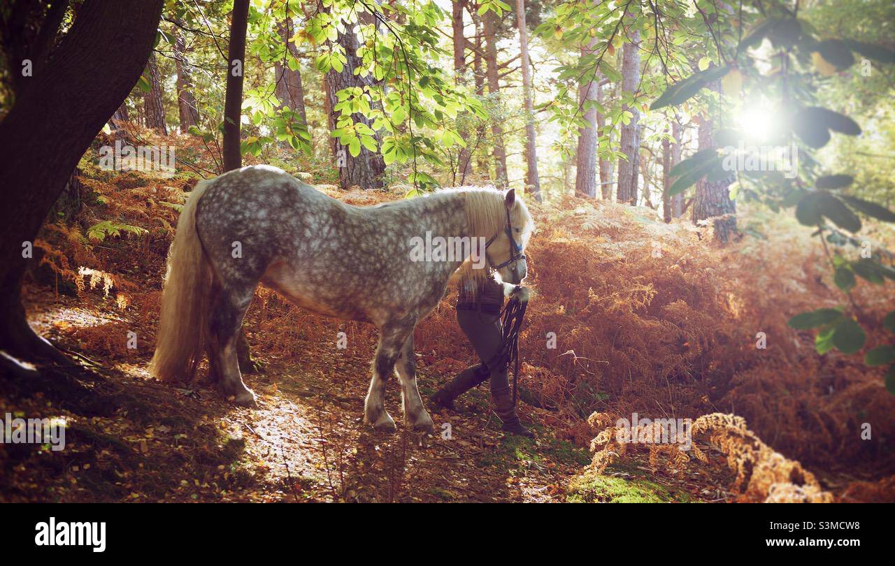Highland pony walking hi-res stock photography and images - Alamy