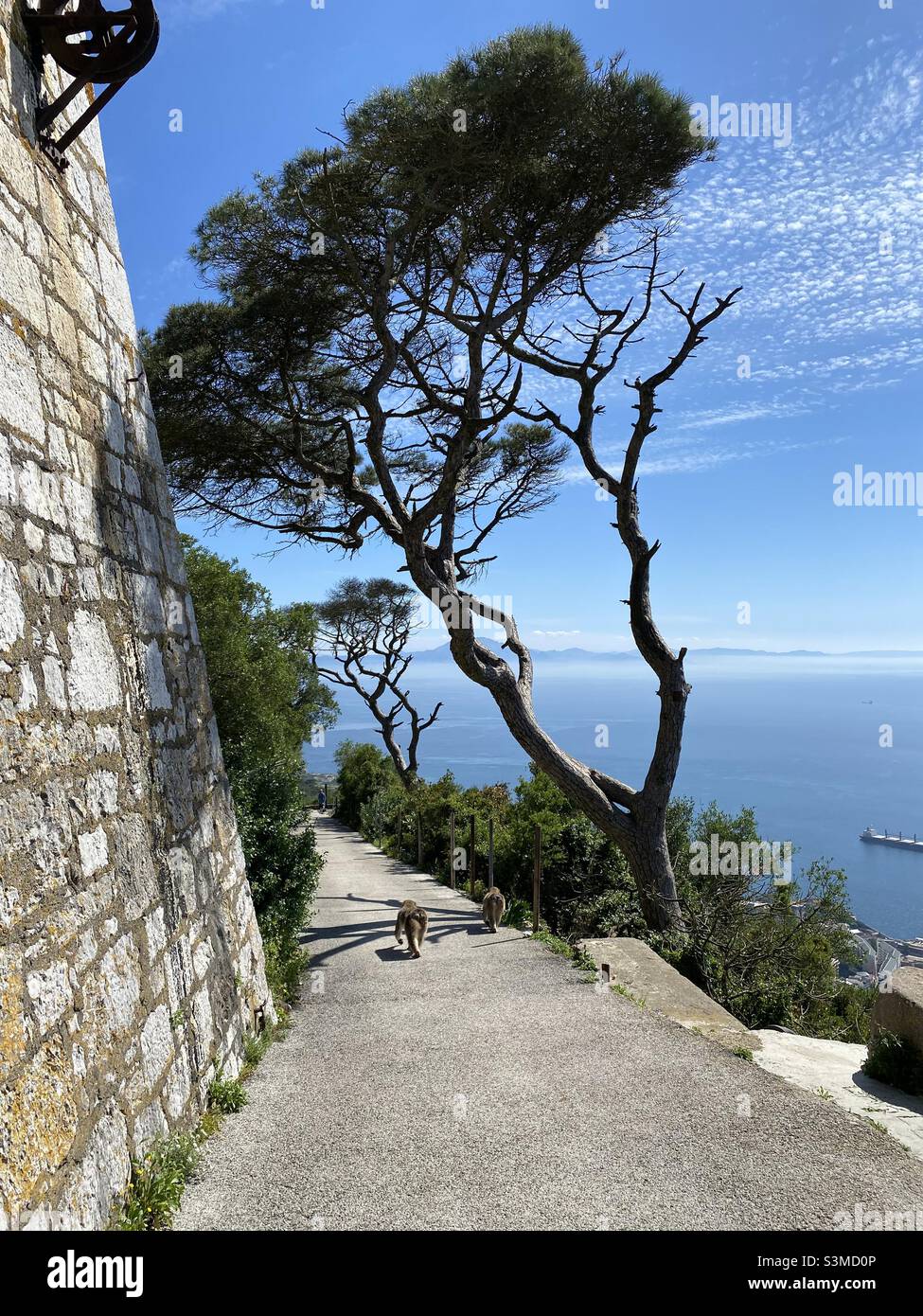 Upper rock nature reserve in Gibraltar Stock Photo - Alamy