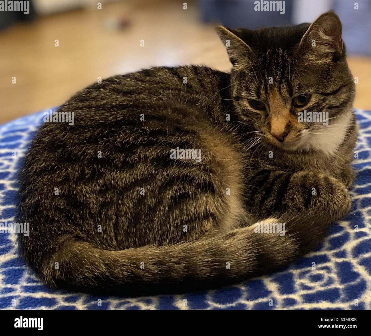 Tiger cat hi-res stock photography and images - Alamy