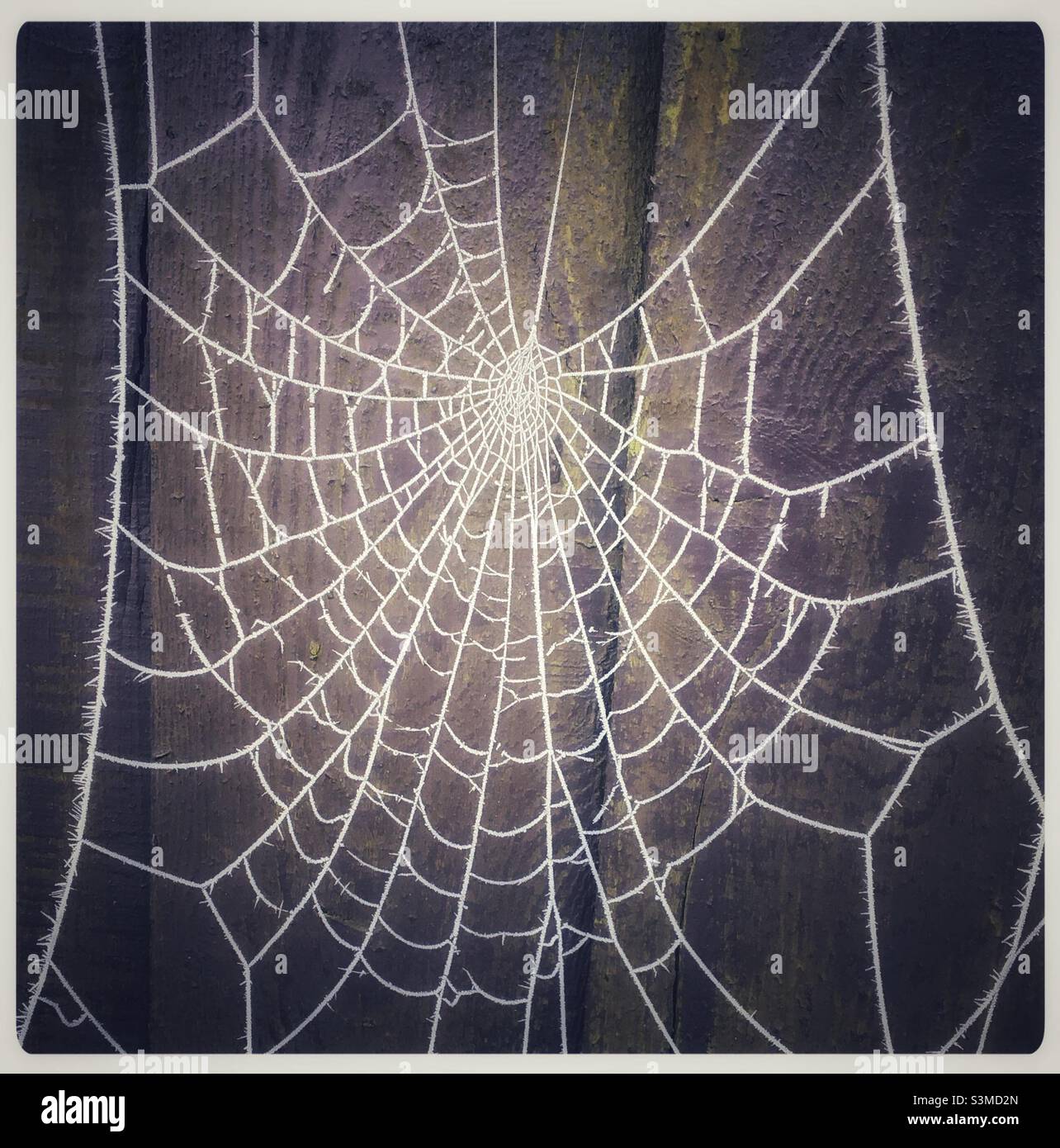Spooky spiders hi-res stock photography and images - Alamy