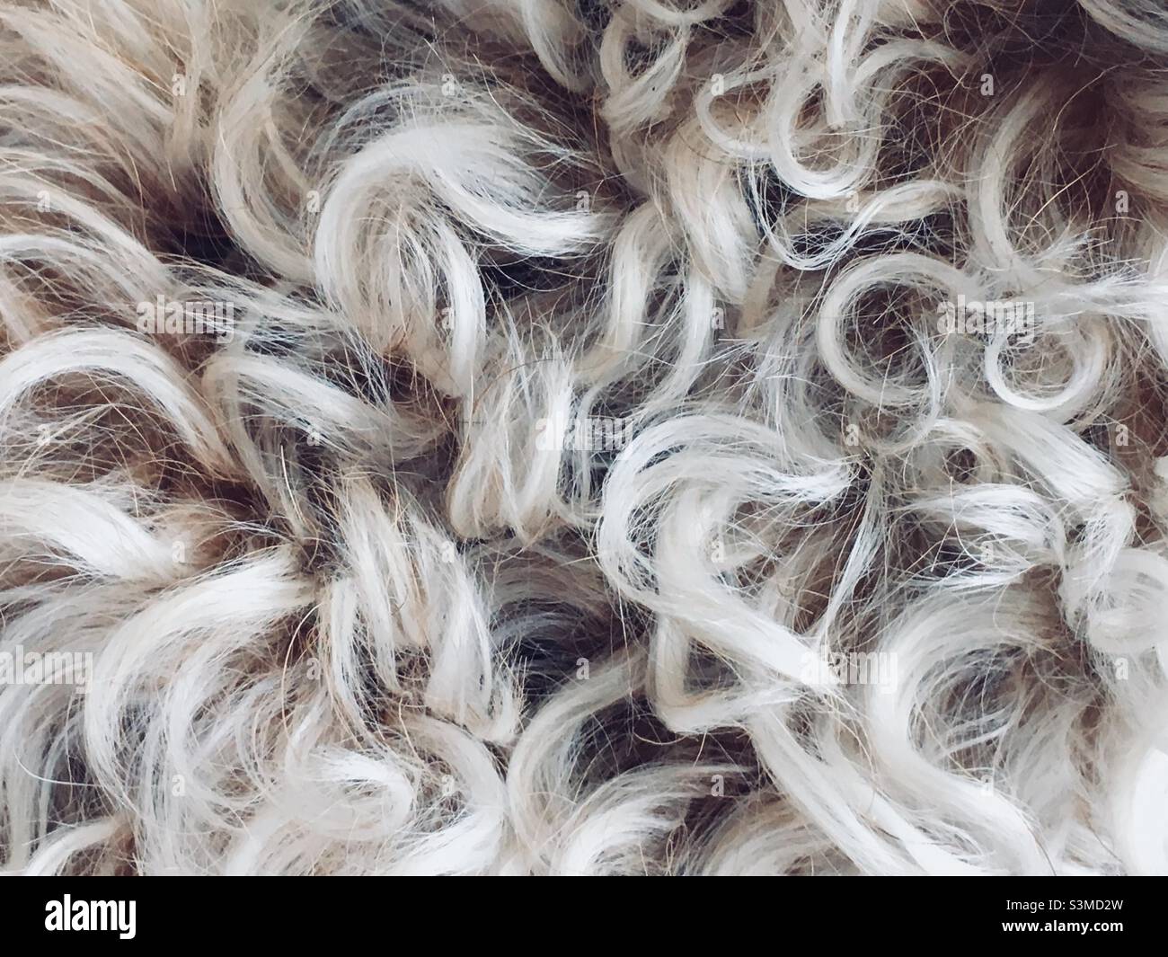 Curly fur dog hi-res stock photography and images - Alamy