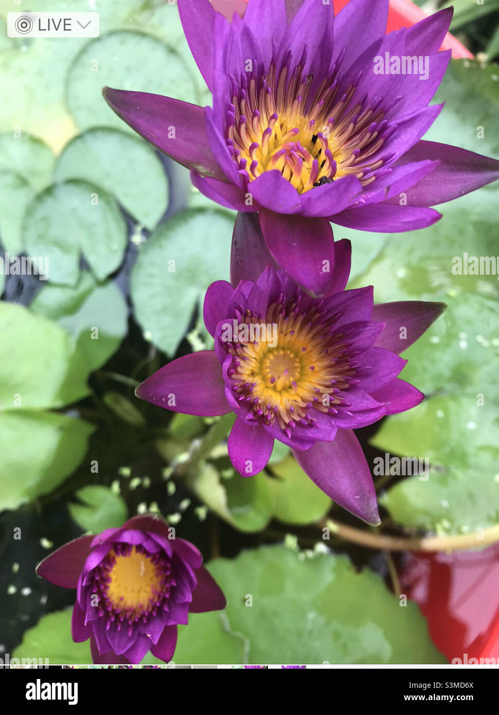 Water lily blooms in the lake Stock Photo - Alamy