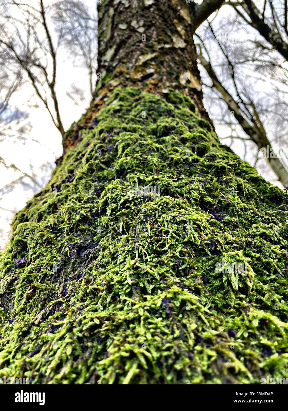 Moss wet weather hi-res stock photography and images - Alamy