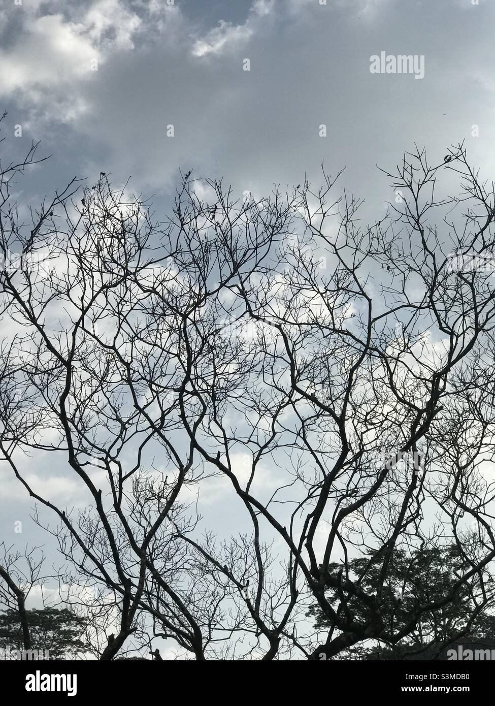 Old tree stands proudly Stock Photo - Alamy