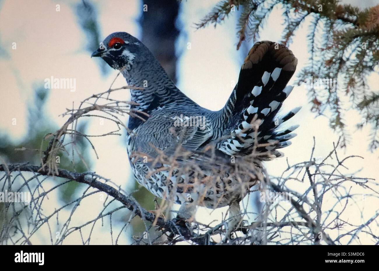 Spruce Grouse, Falcipennis canadensis, Birds of North America, perched ...
