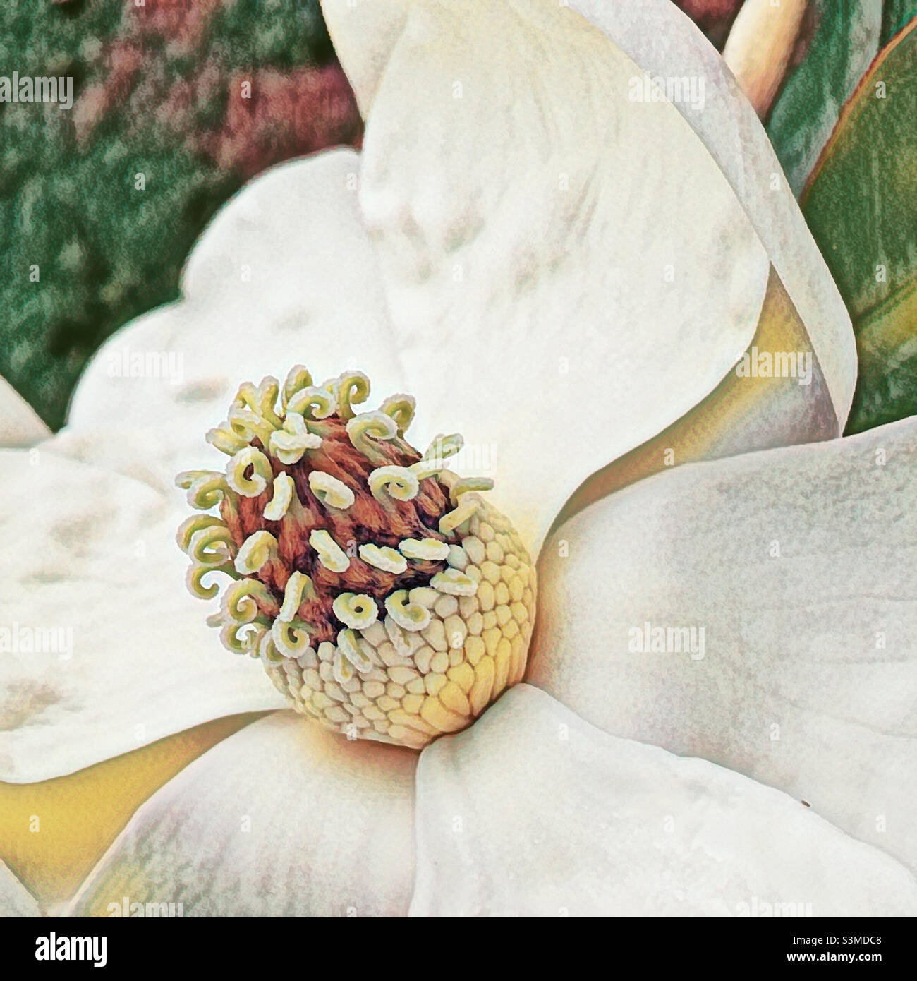 Southern Magnolia Art