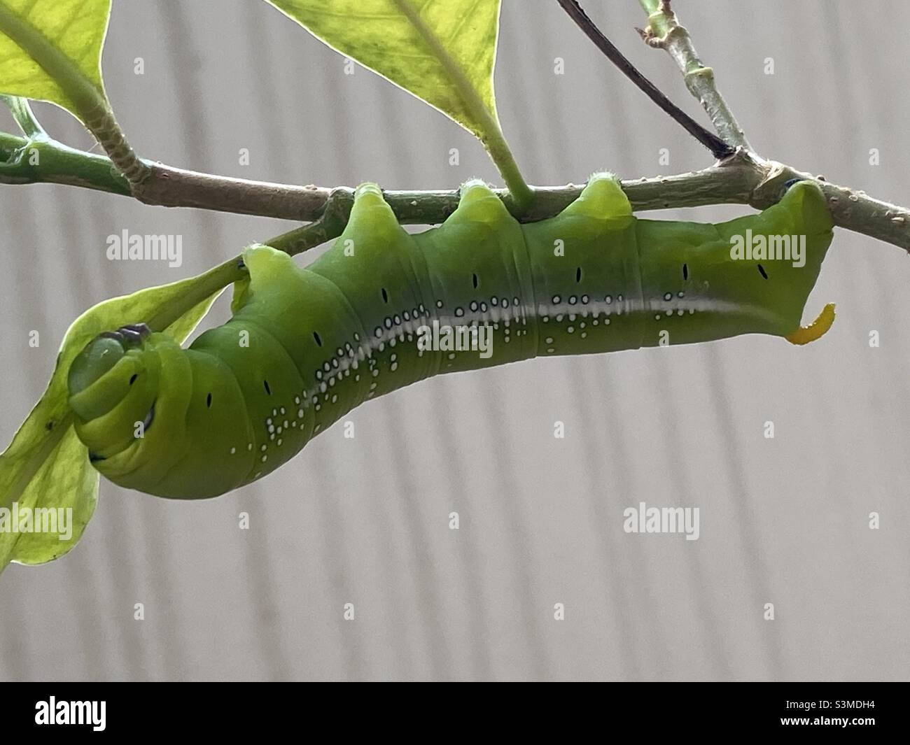 Green worm hi-res stock photography and images - Alamy