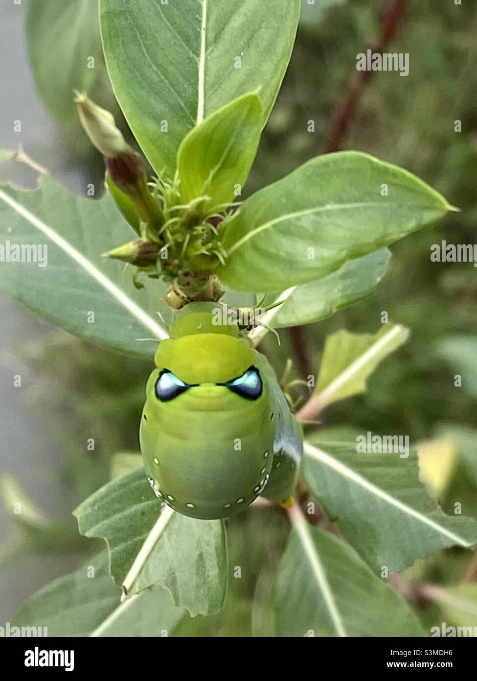 Alien worm hi-res stock photography and images - Alamy