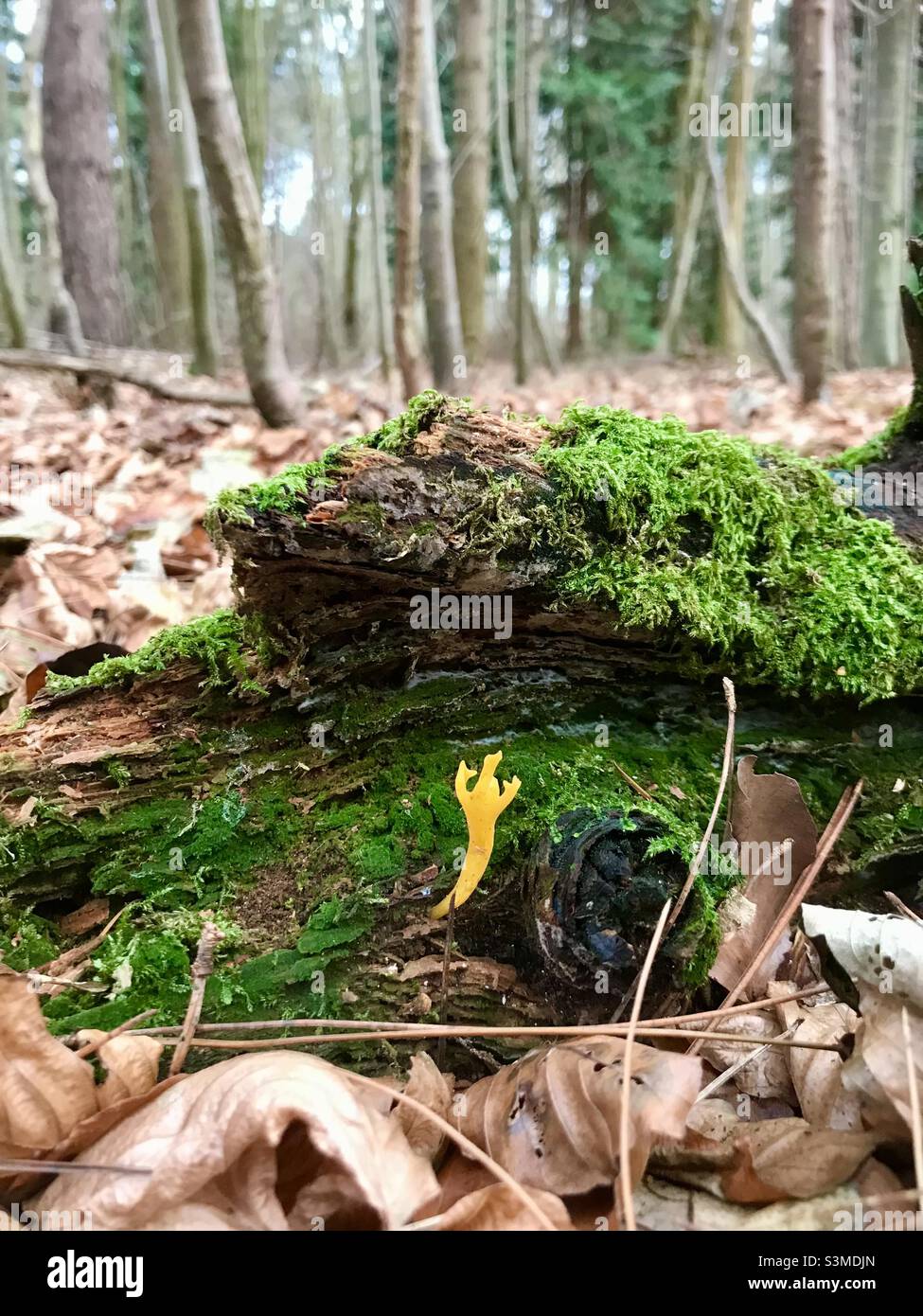 Rotten tree hi-res stock photography and images - Alamy