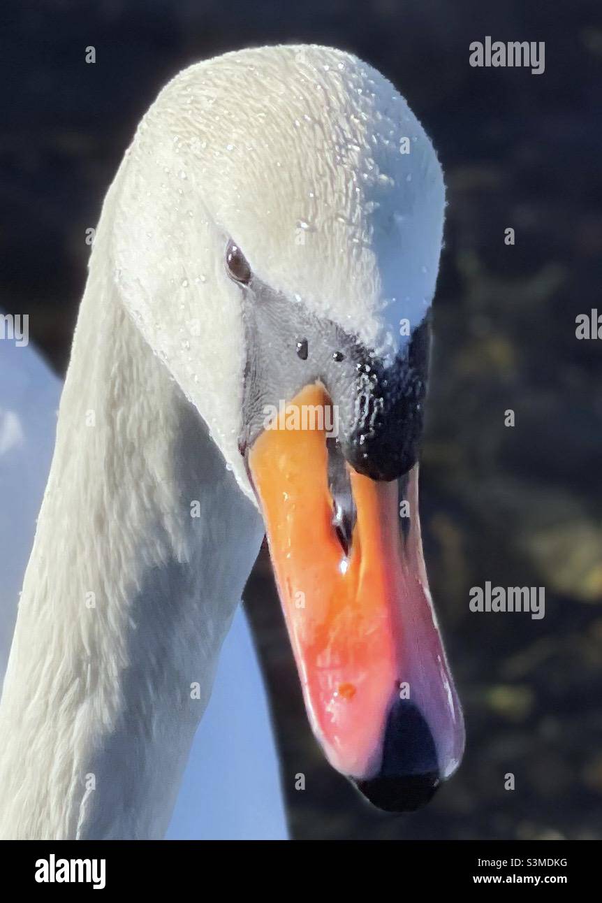 Orange swan beak hi-res stock photography and images - Alamy