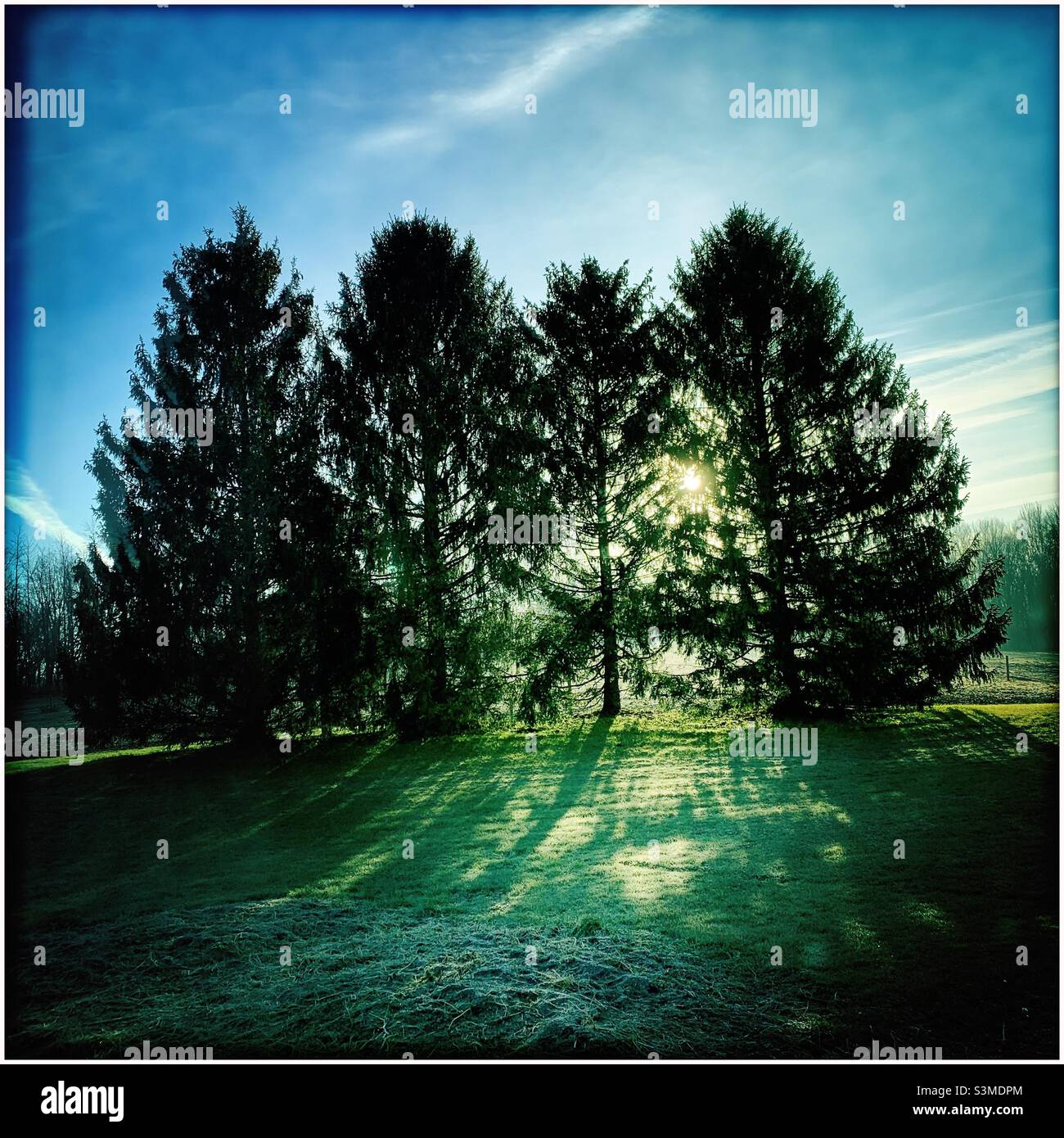 Sunrise and pine tree hi-res stock photography and images - Alamy