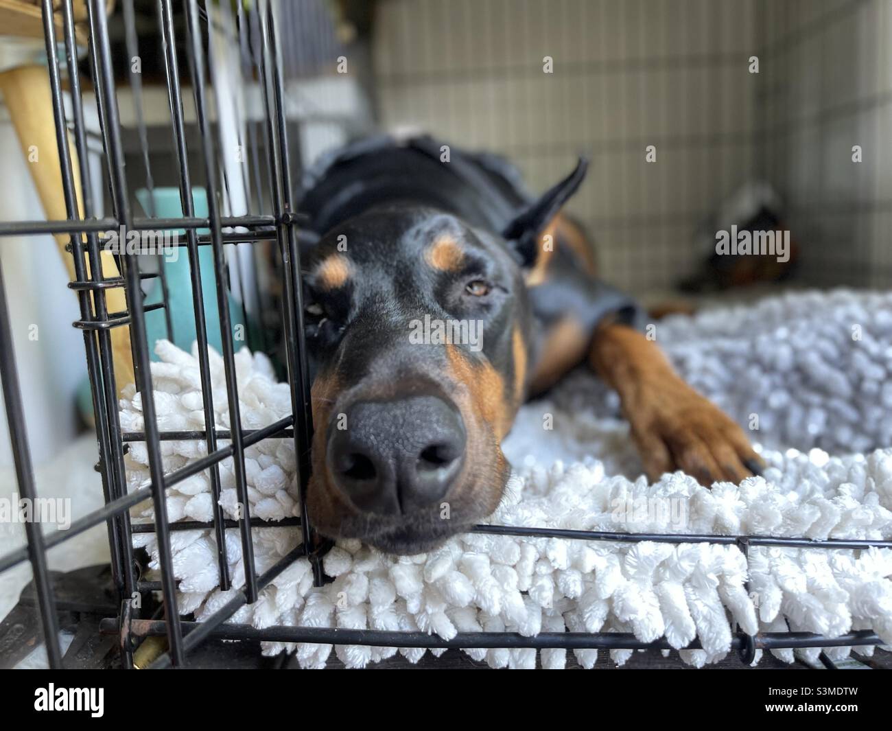 Dog bane hi-res stock photography and images - Alamy